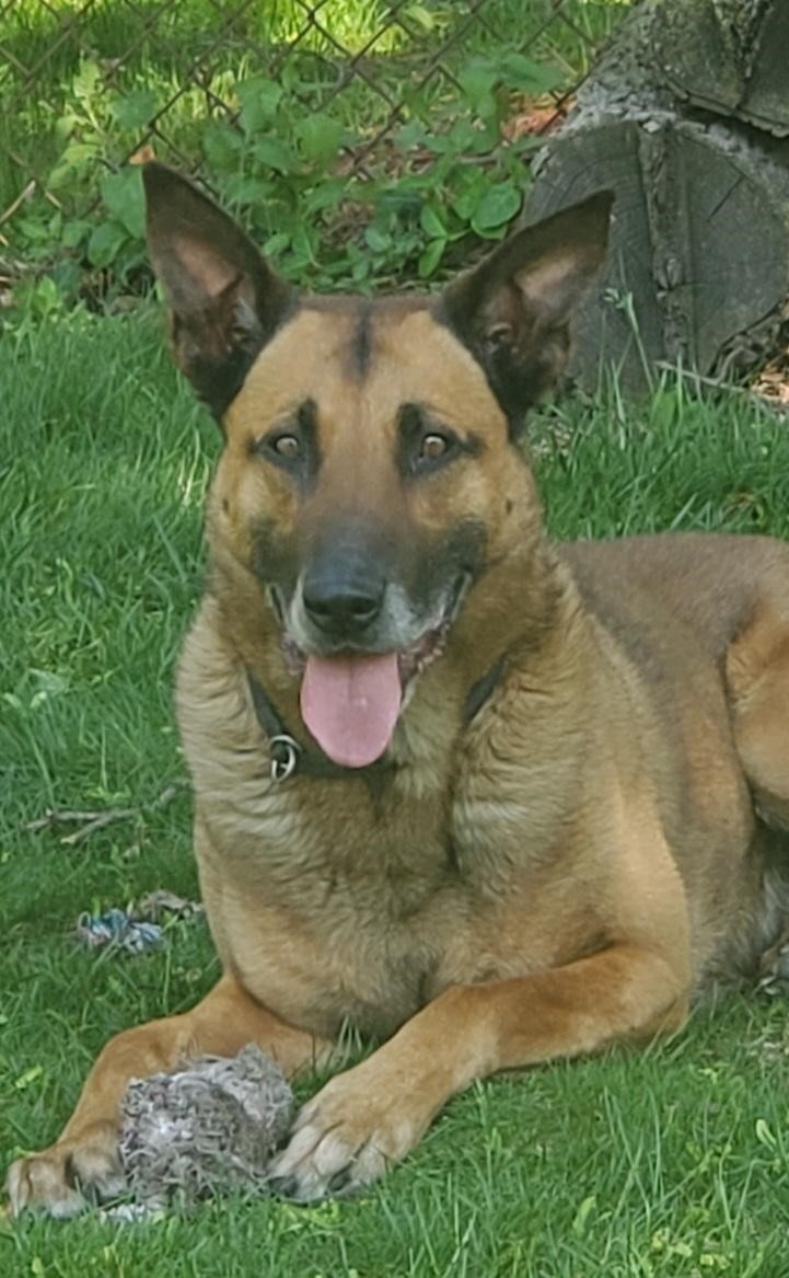 K9 Unit - Revere Police